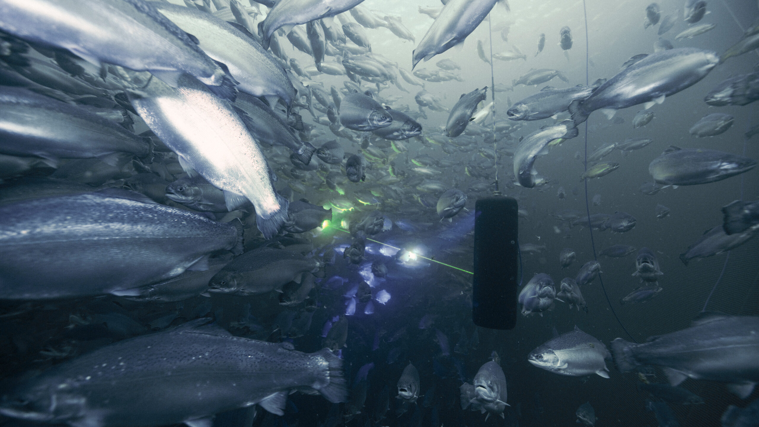 Her blir laksen «skoten» med laser: – Kan halvere dødelegheita - Stingray Marine Solutions AS